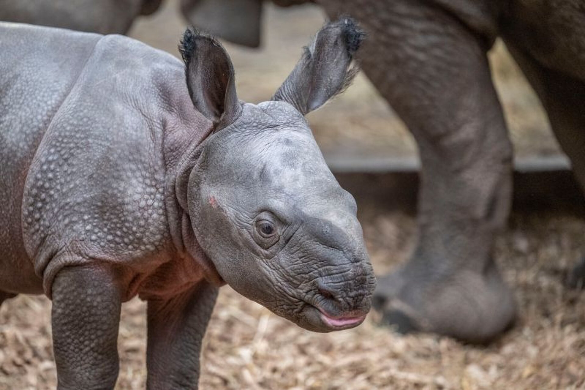 Aquarium de Touraine | Endangered Indian Rhino Calf Makes Miraculous ...