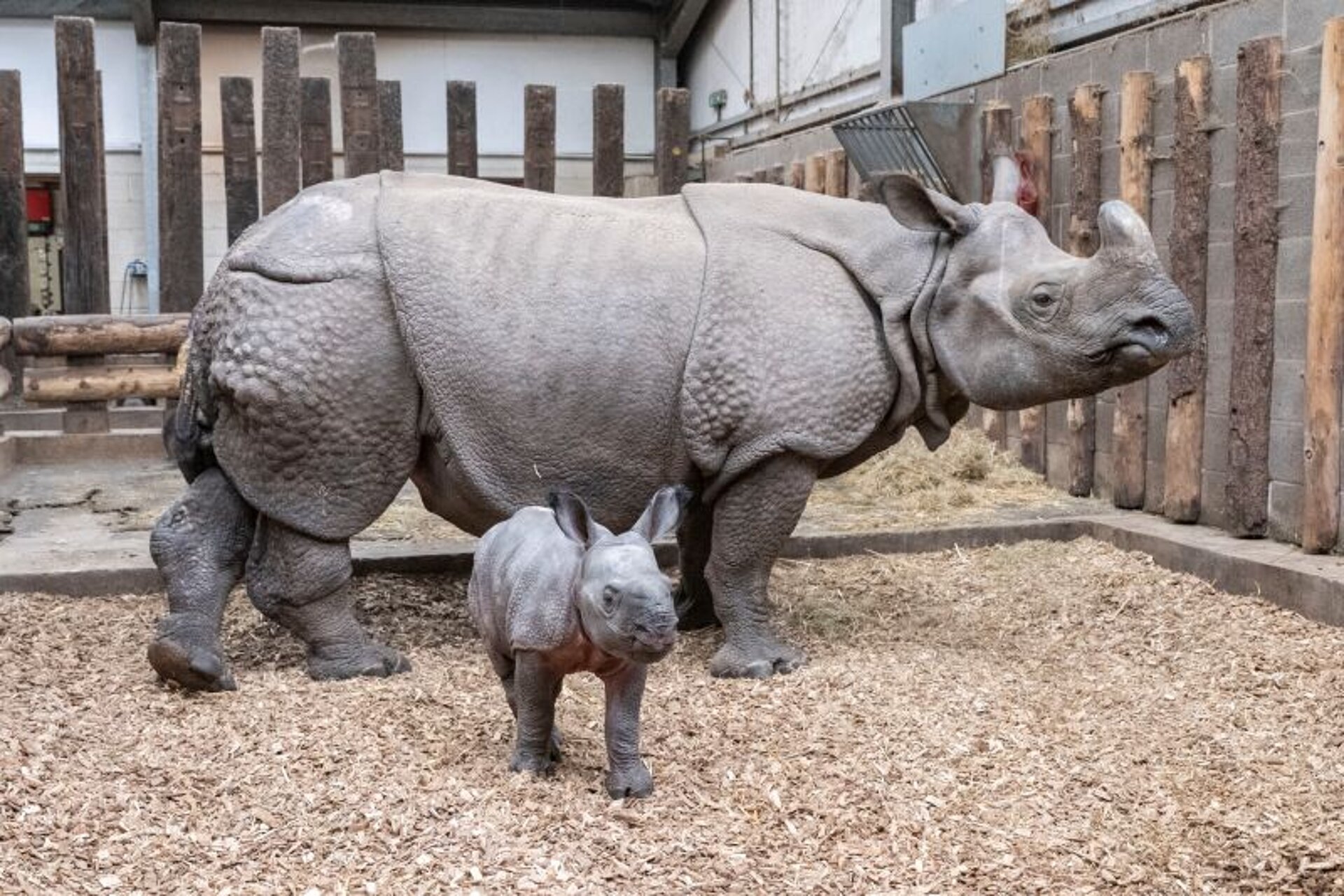 Aquarium de Touraine | Endangered Indian Rhino Calf Makes Miraculous ...