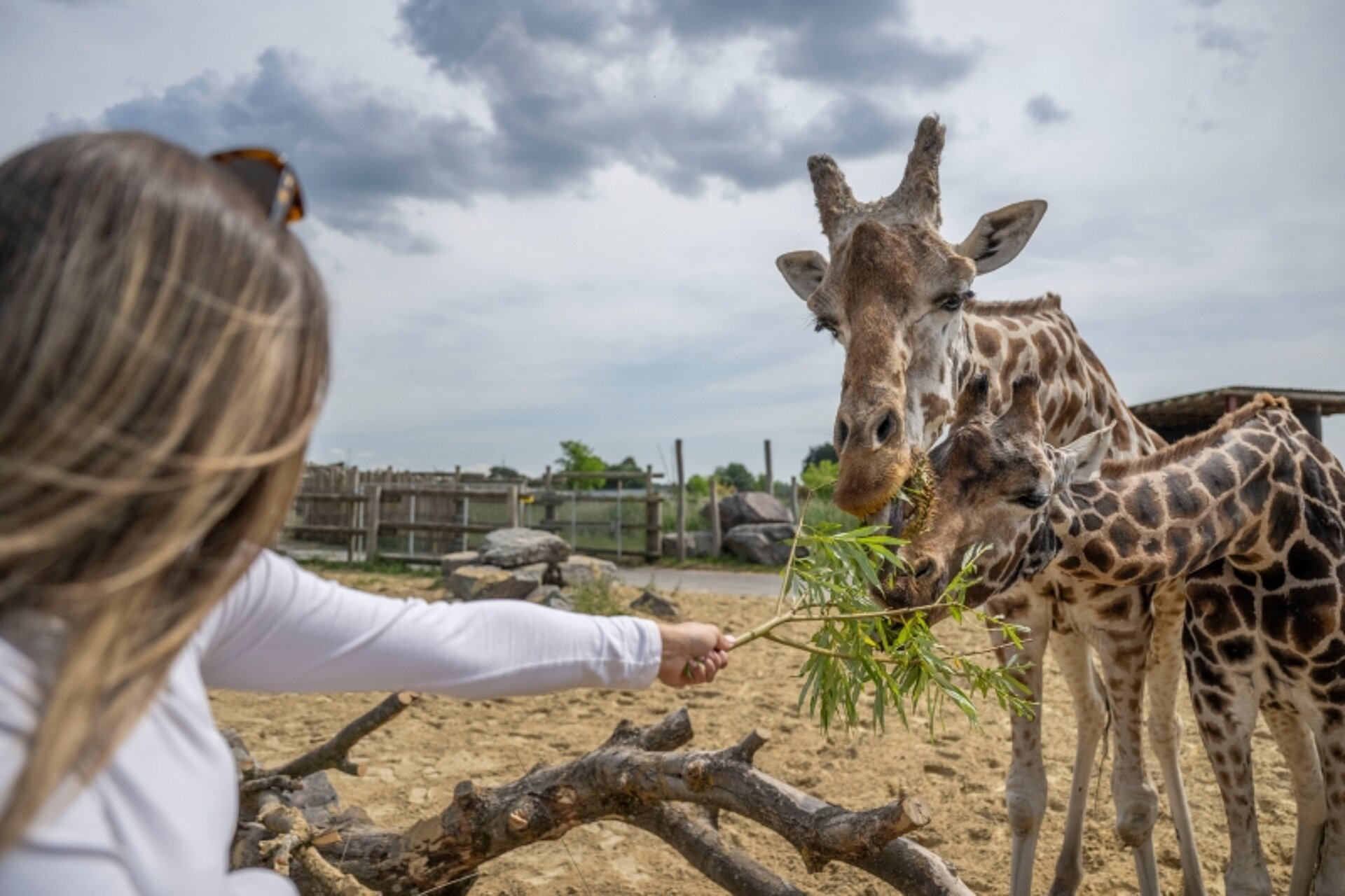 Aquarium de Touraine | New Giraffe Feeding Encounters