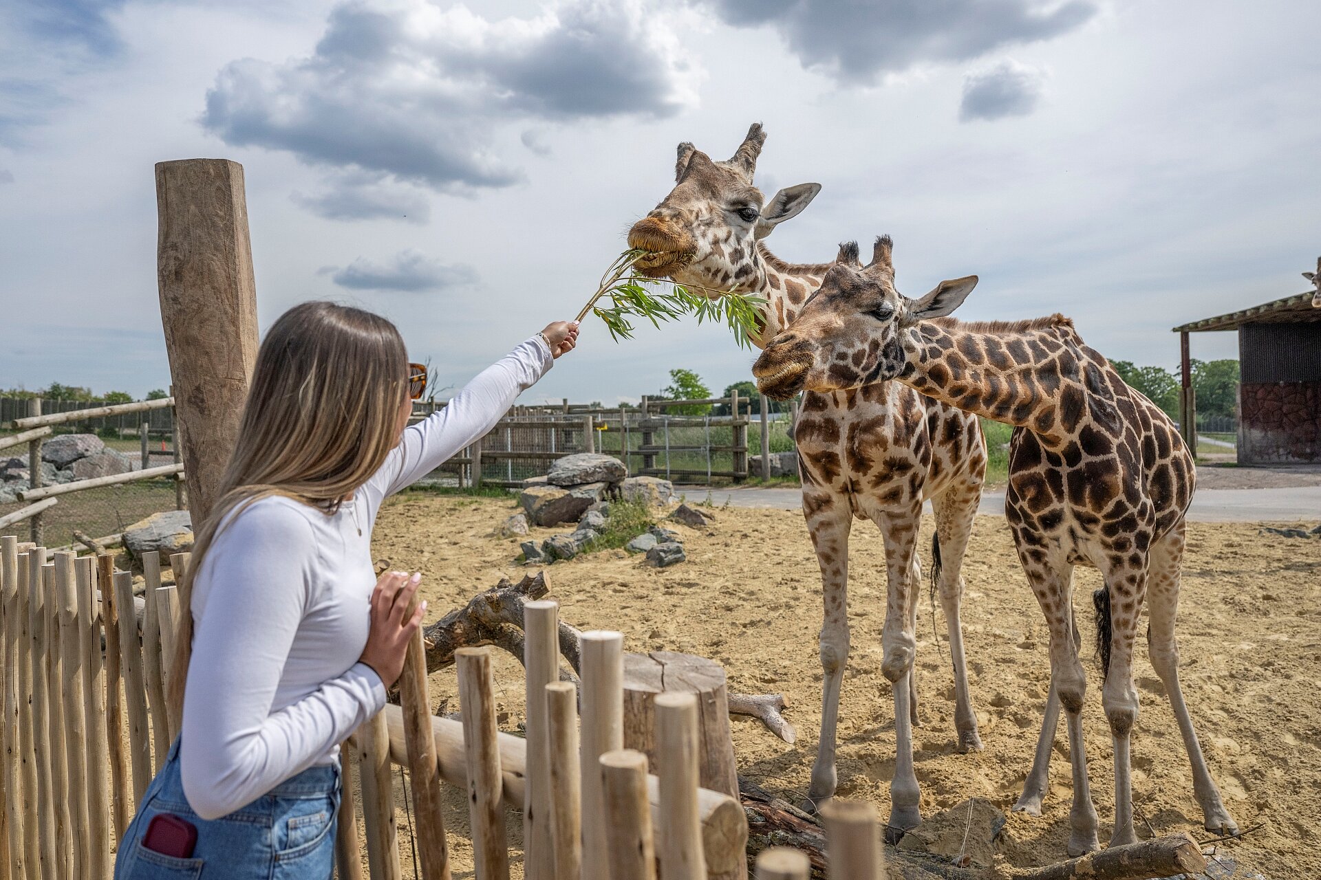 Aquarium de Touraine | New Giraffe Feeding Encounters