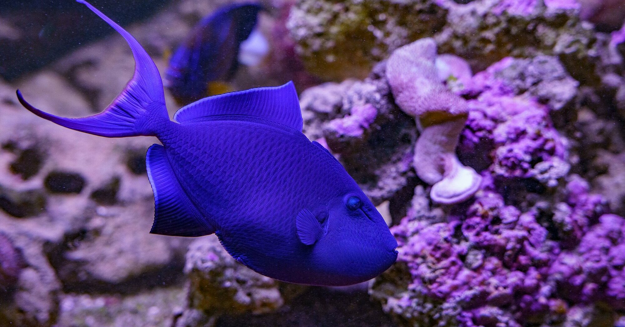 Aquarium de Touraine | Les espèces de l'aquarium | Aquarium de Touraine