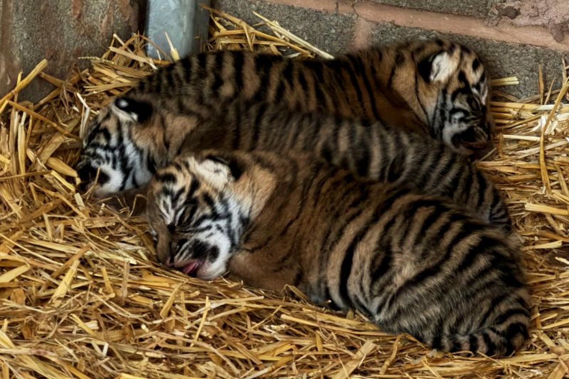 Aquarium de Touraine | Trio of Critically Endangered Tiger Cubs Born