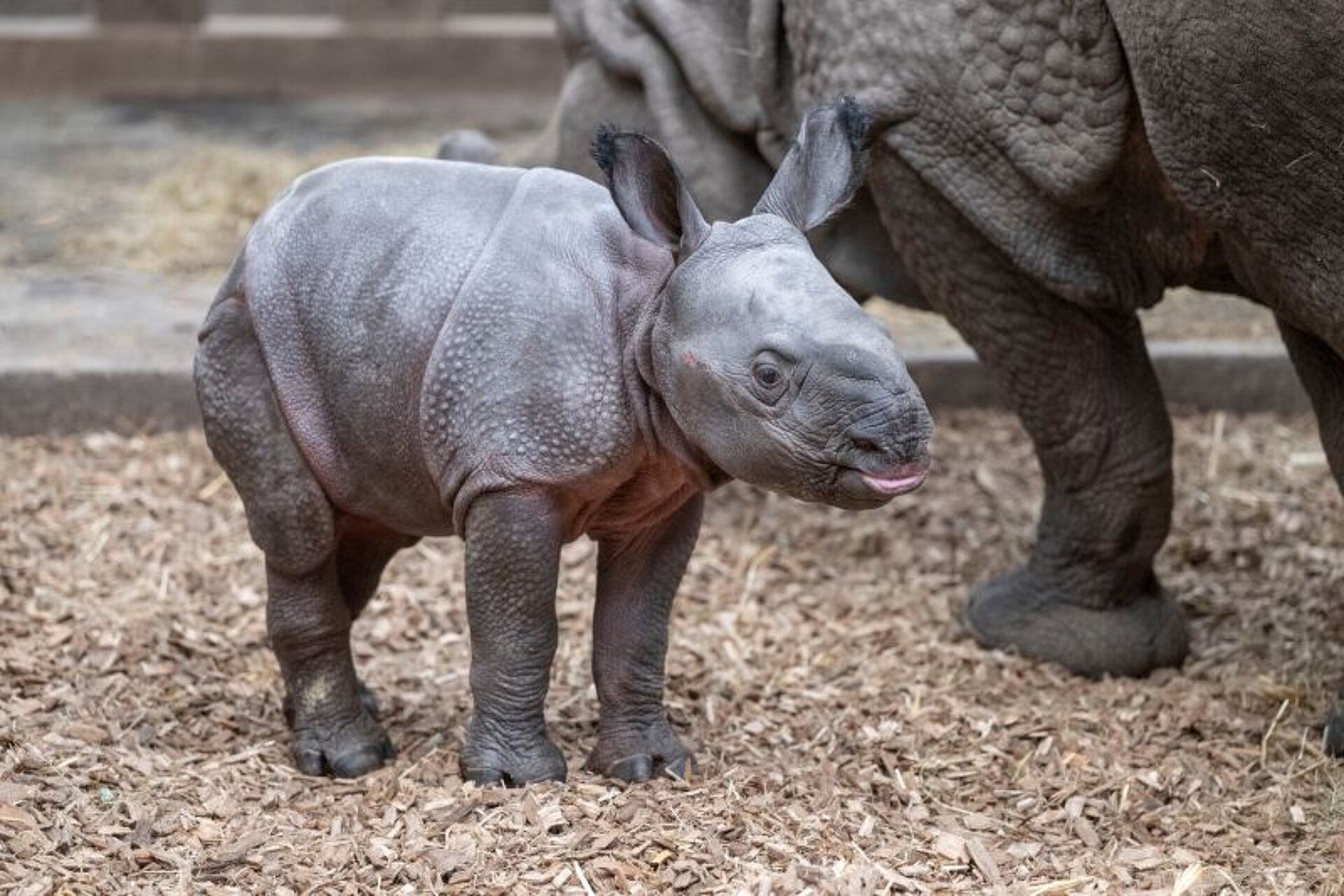Aquarium de Touraine | Endangered Indian Rhino Calf Makes Miraculous ...