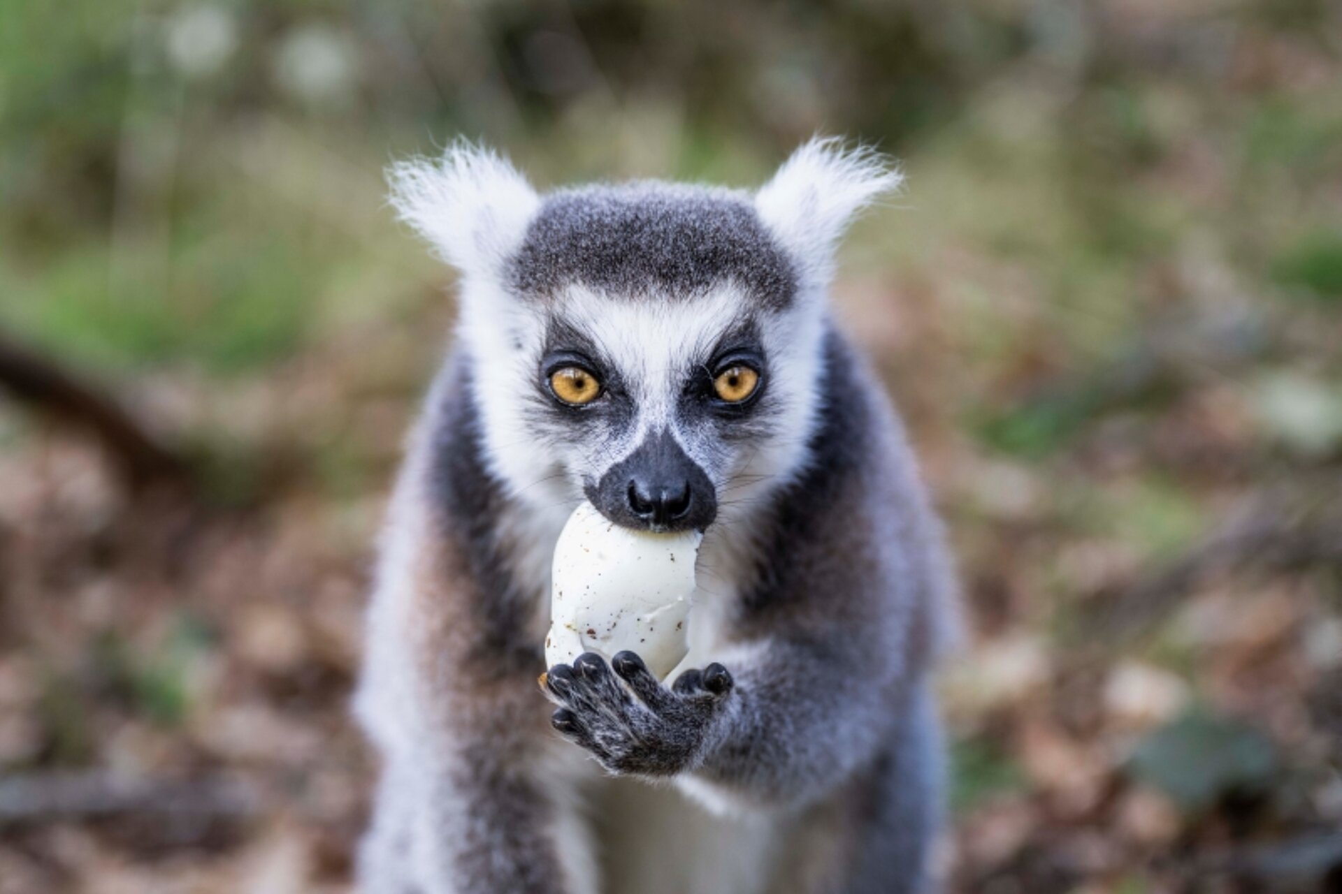Aquarium de Touraine | Egg-cellent Easter Egg Hunt for Lemurs