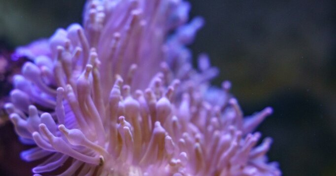 Aquarium de Touraine | Visit the aquarium near Amboise | Grand Aquarium ...