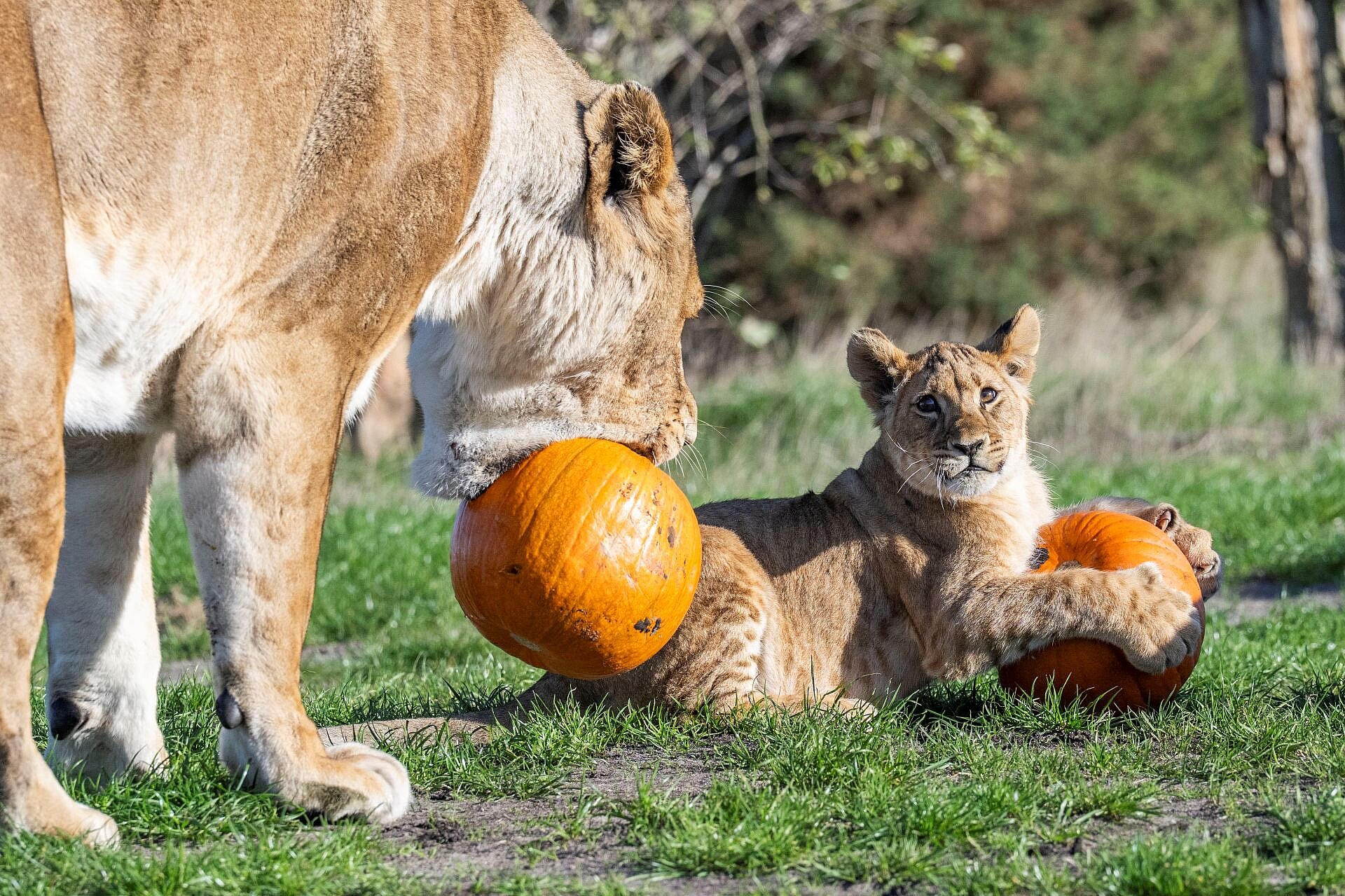 Aquarium de Touraine | Paws Off! Cubs Enjoy Their Very First Halloween ...