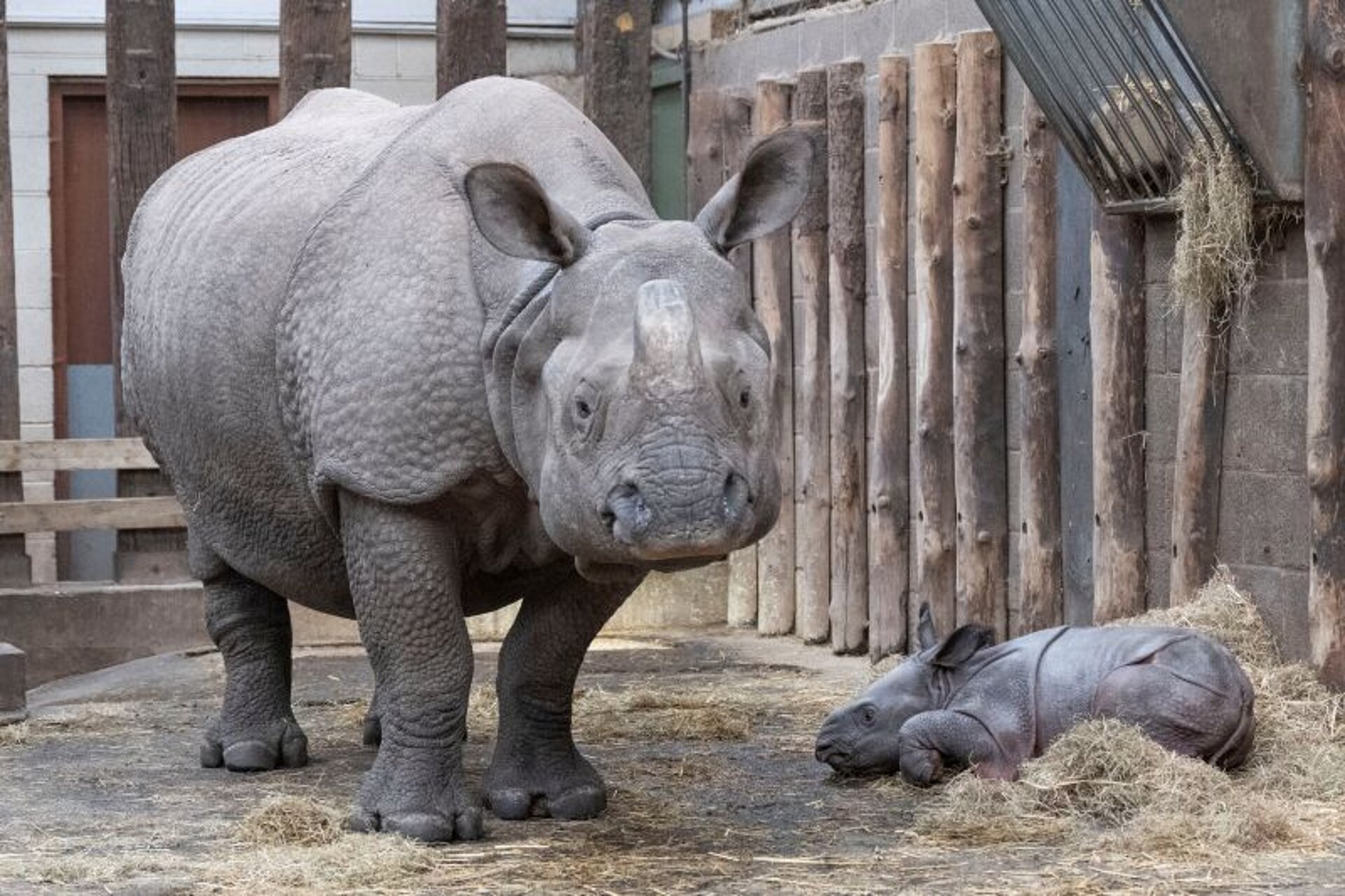 Aquarium de Touraine | Endangered Indian Rhino Calf Makes Miraculous ...