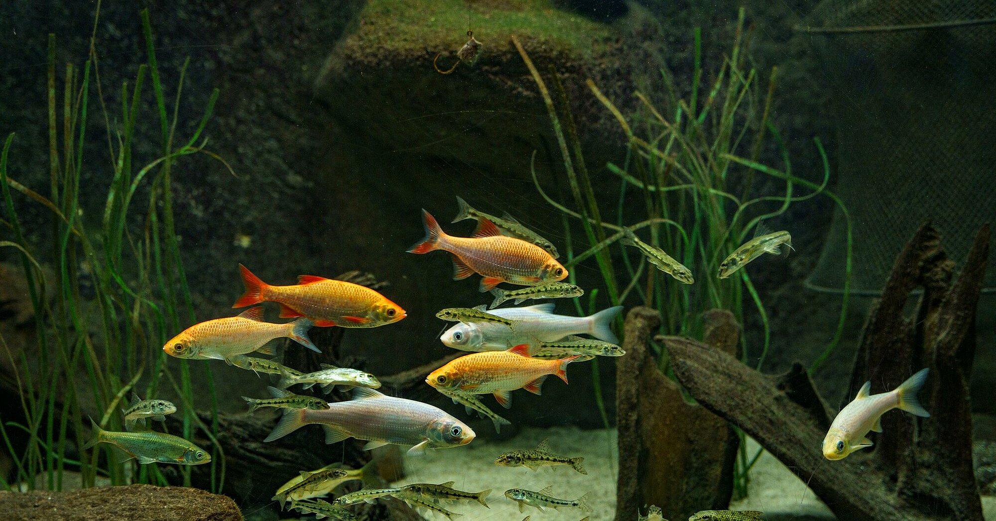 Aquarium de Touraine | Des espèces emblématiques | Aquarium de Touraine