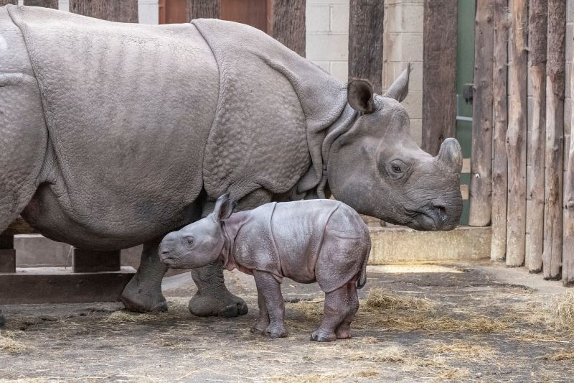 Aquarium de Touraine | Endangered Indian Rhino Calf Makes Miraculous ...