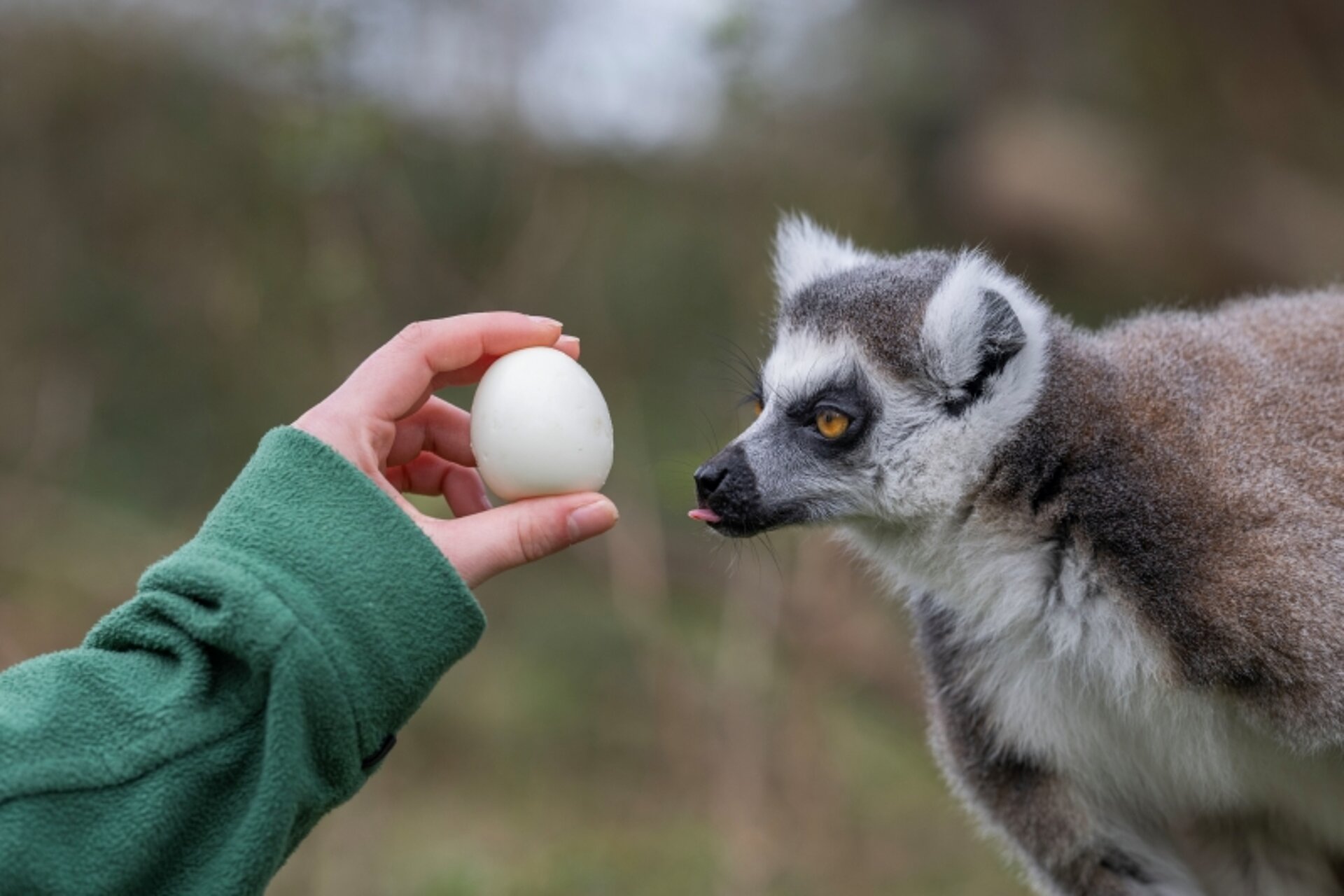 Aquarium de Touraine | Egg-cellent Easter Egg Hunt for Lemurs