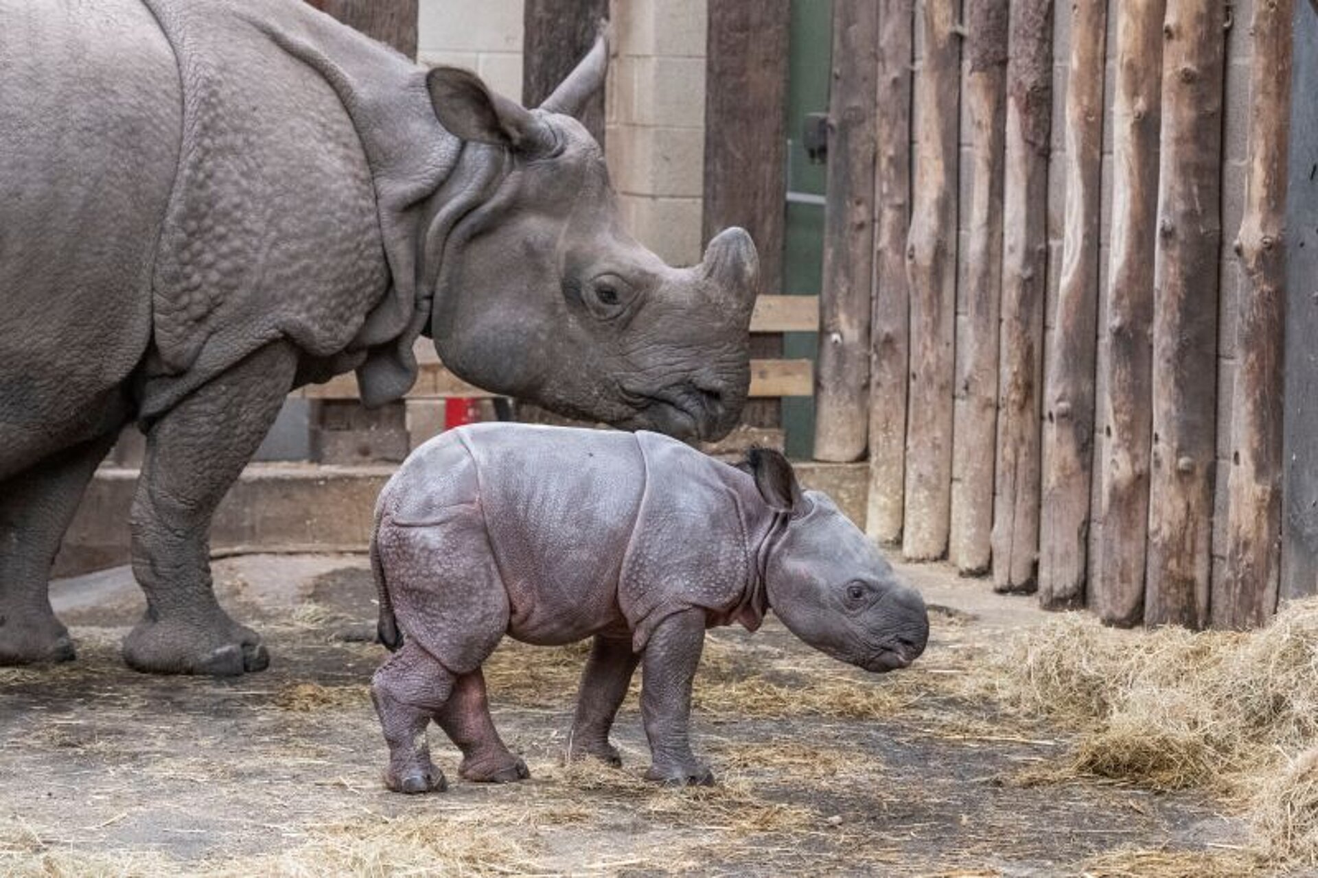 Aquarium de Touraine | Endangered Indian Rhino Calf Makes Miraculous ...