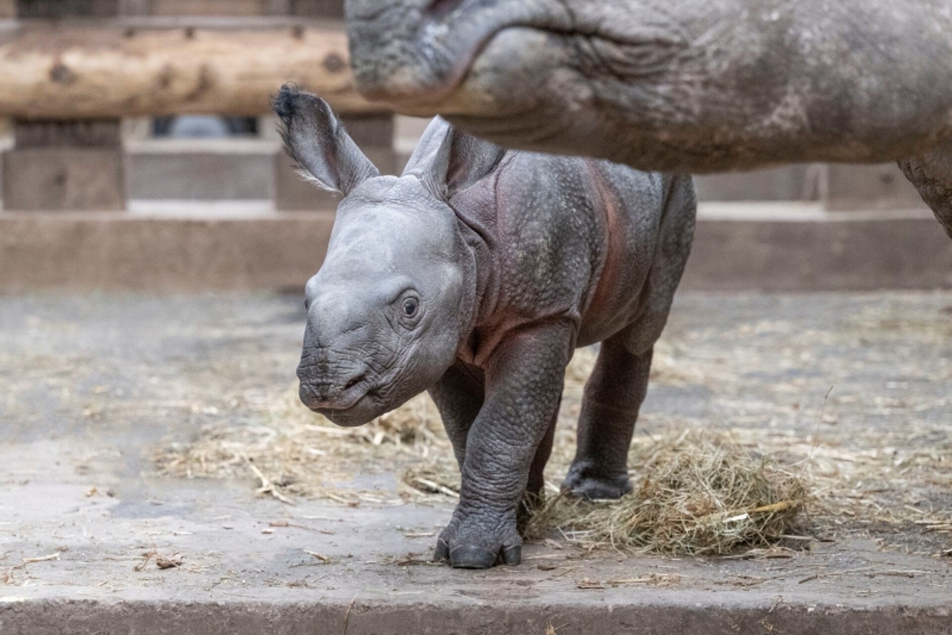 Aquarium de Touraine | Endangered Indian Rhino Calf Makes Miraculous ...