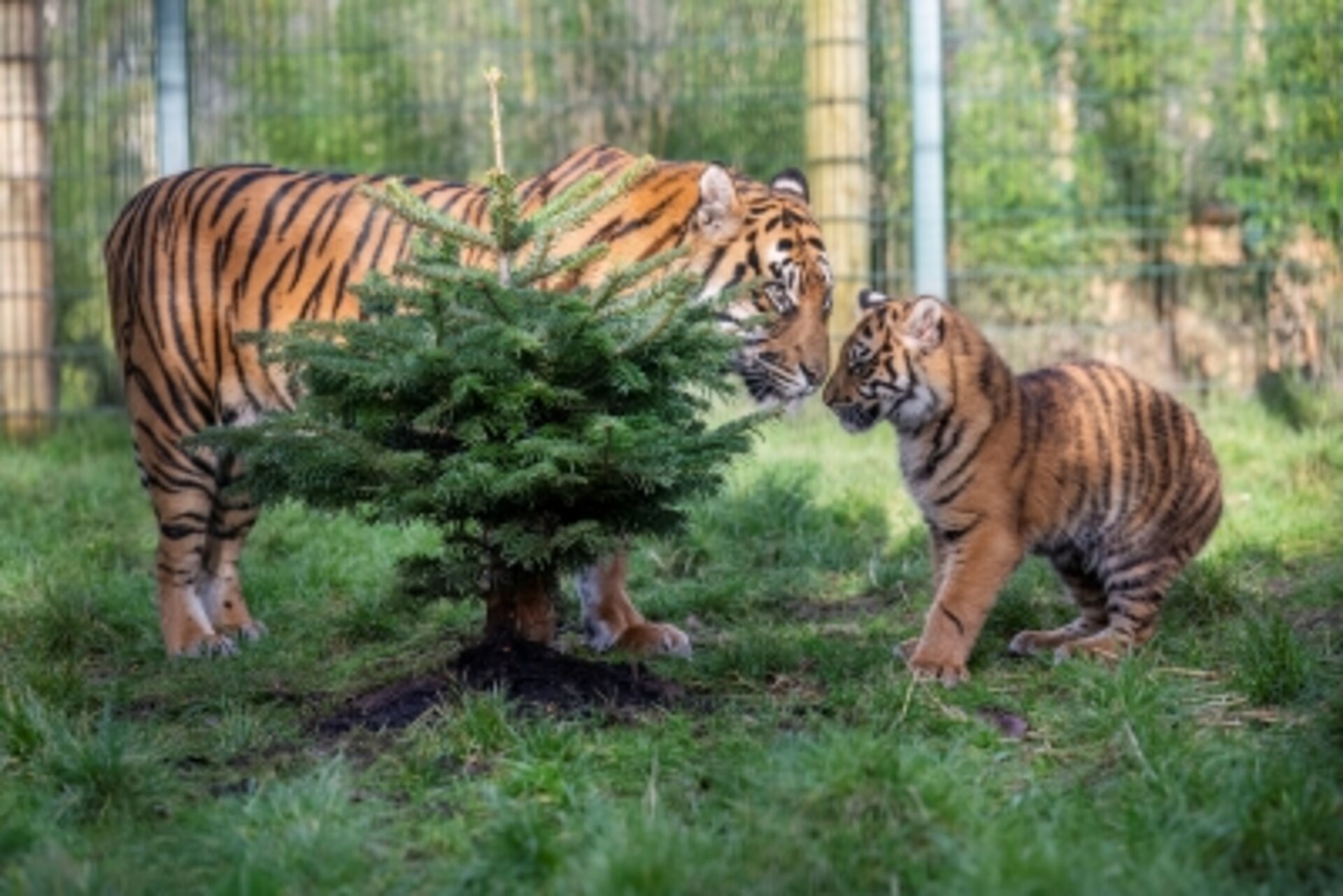 Aquarium de Touraine | Tree-mendous-treat-for-cubs-first-christmas