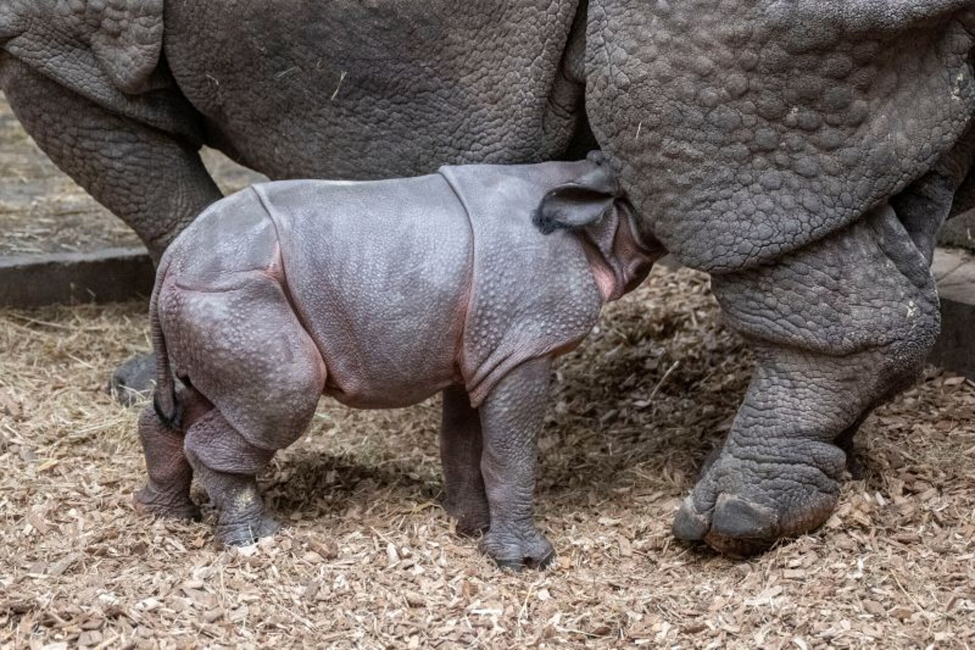 Aquarium de Touraine | Endangered Indian Rhino Calf Makes Miraculous ...
