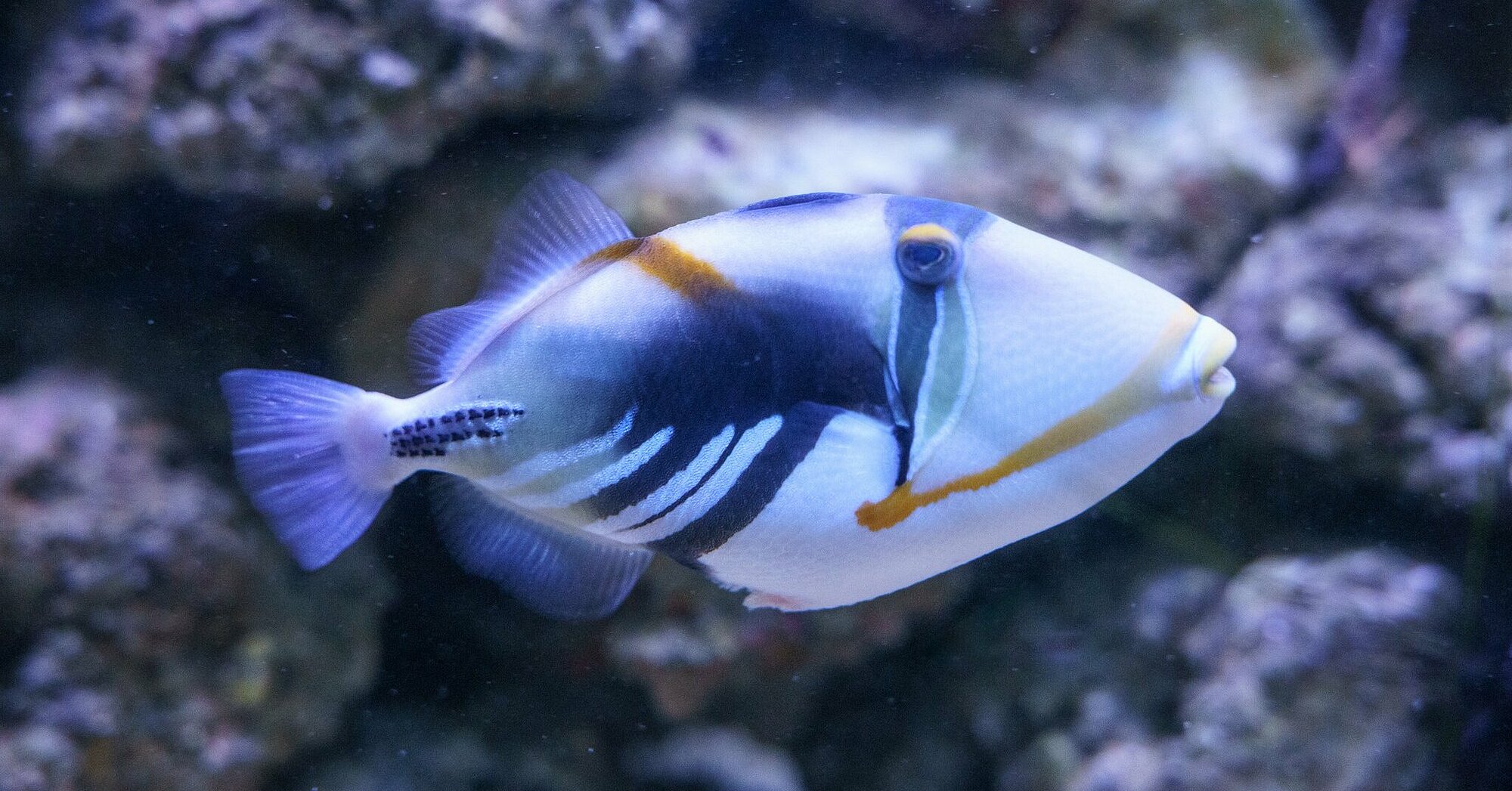 Aquarium de Touraine | Tarifs et réservations | Aquarium de Touraine